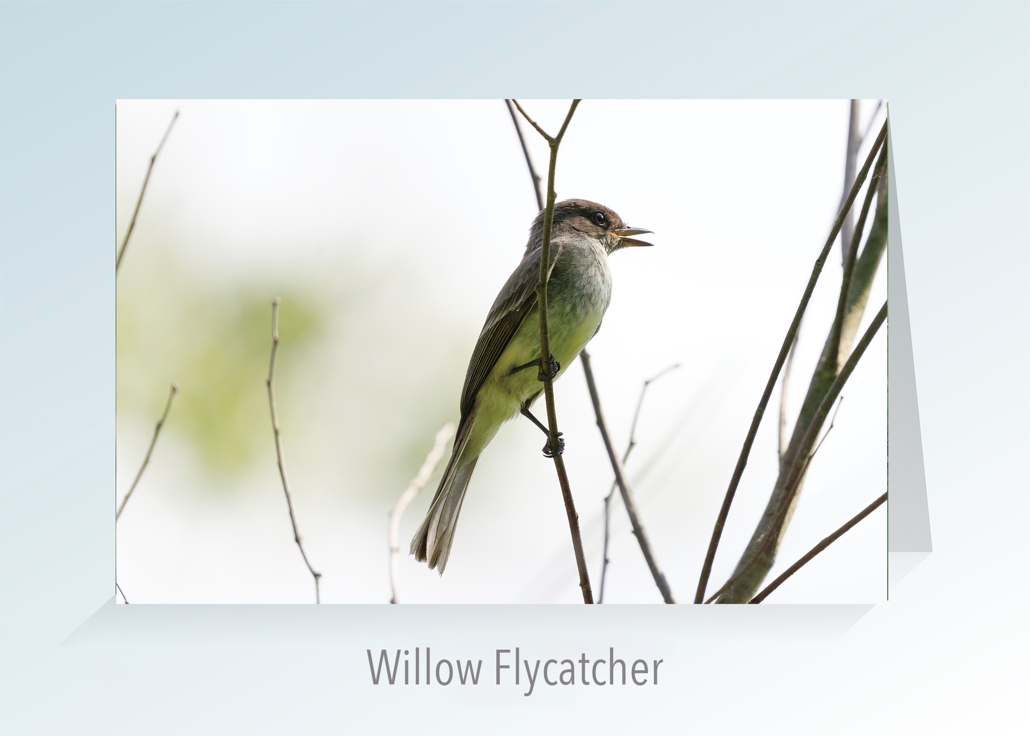 Willow Flycatcher Greeting Cards (8 per pk) – Walking With Chuck