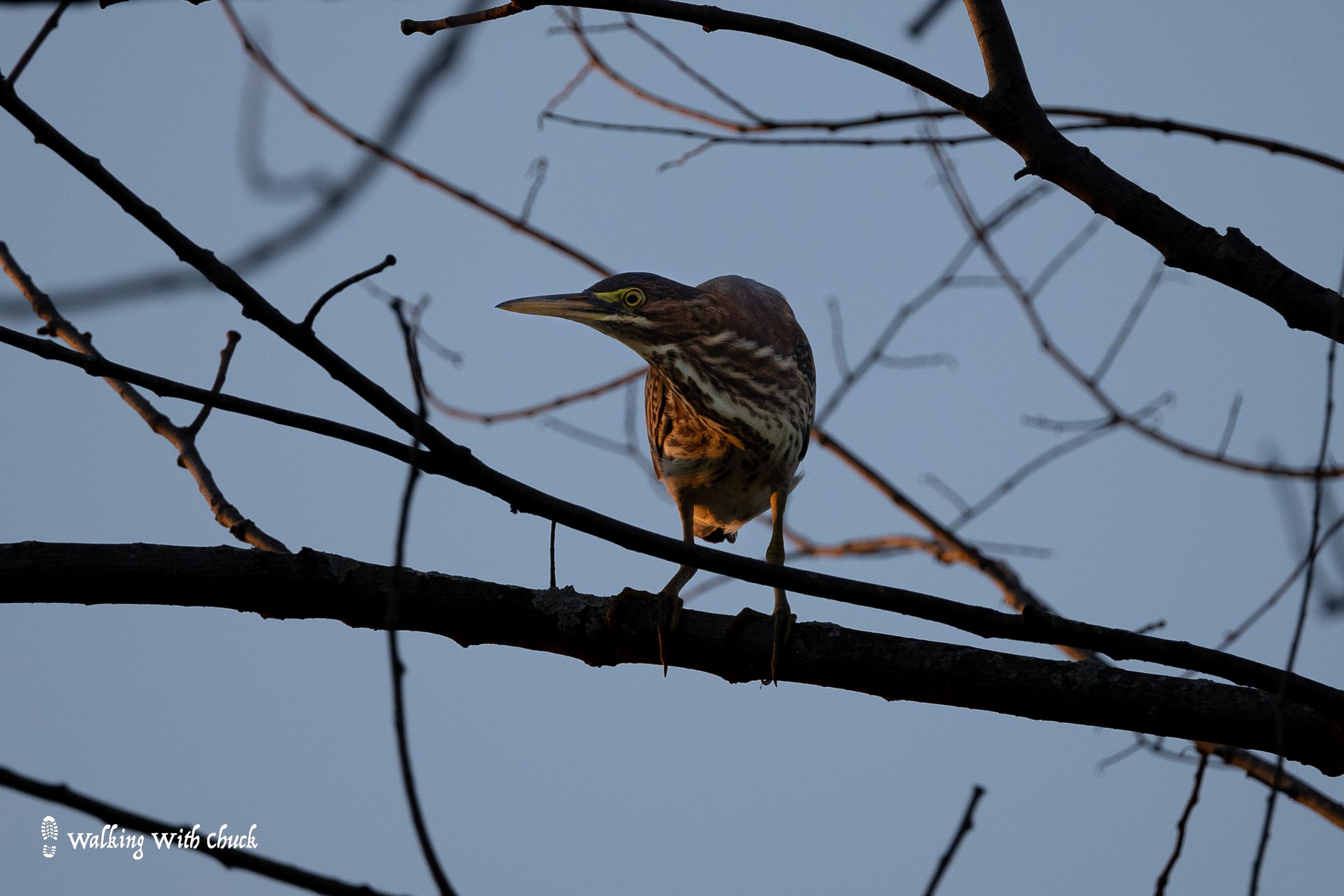 Fallow Fields – Walking With Chuck